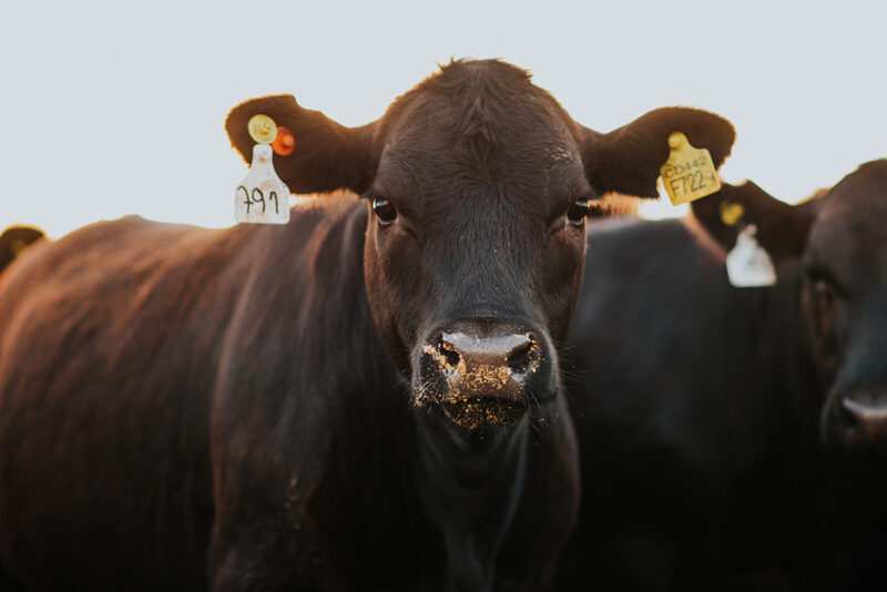 Home - Real Kansas Meats